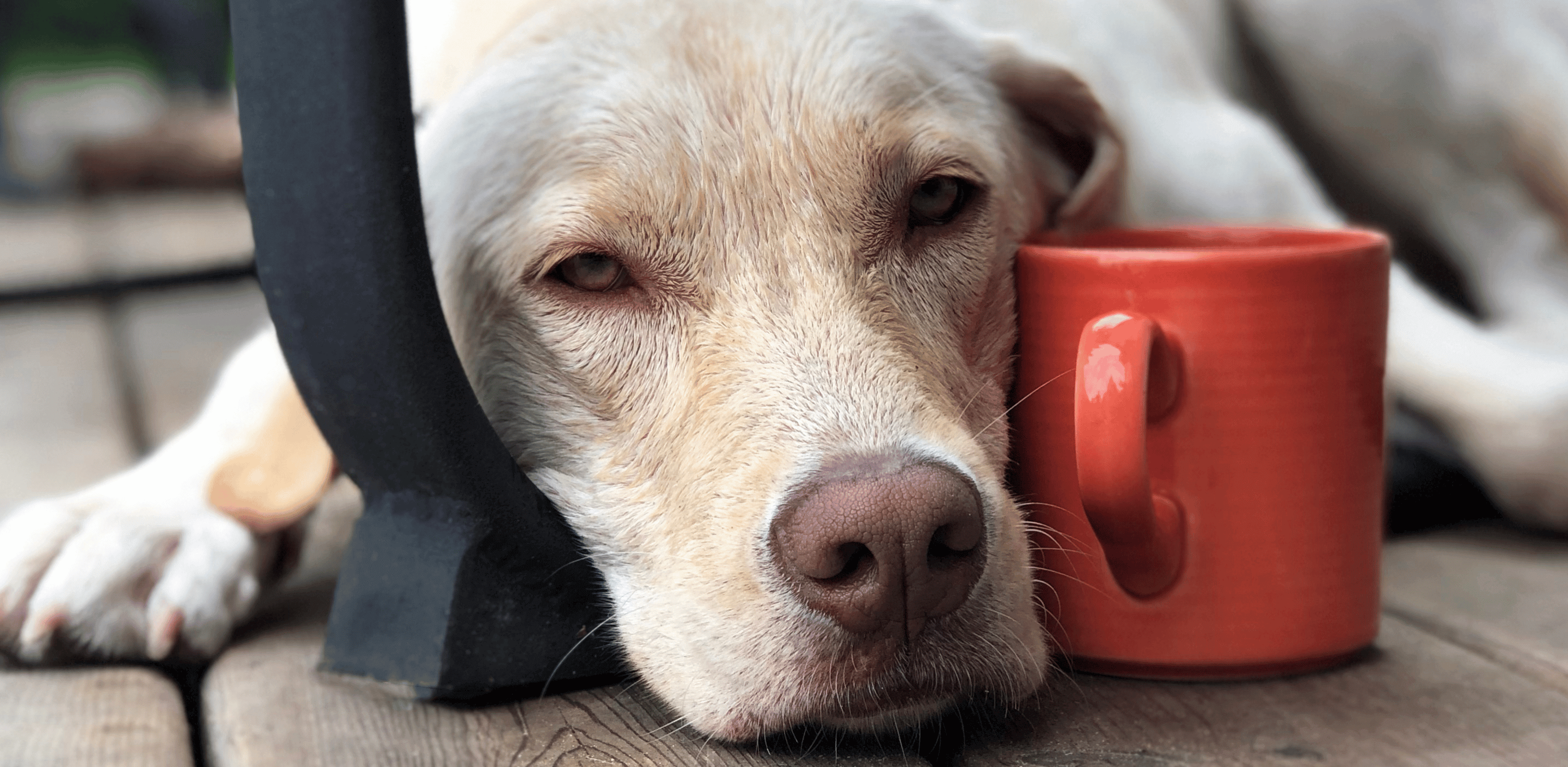 Is Coffee Bad for Dogs? Unmasking Canine Caffeine Dangers – Golden Cava